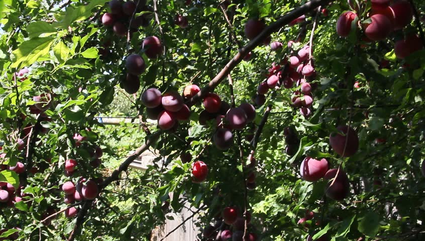 Apples Trees Of Marpha, Mustang, Nepal. Marpha Is Also Know As The ...