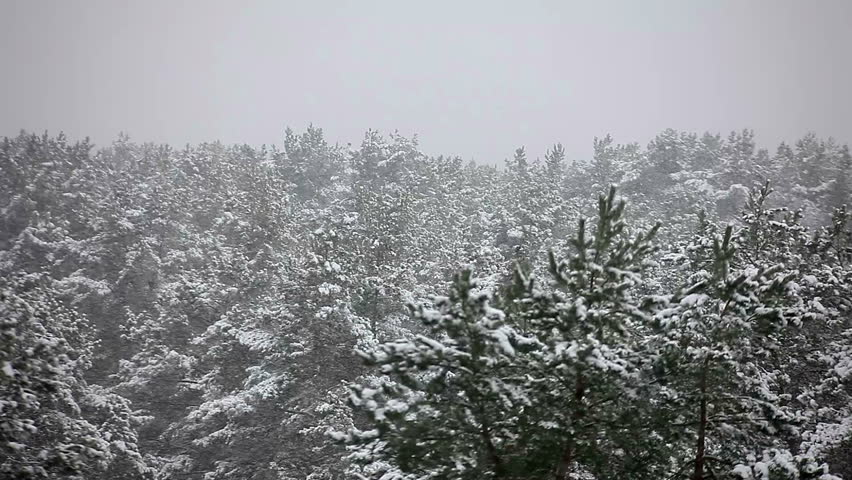 Alaska Trees Snowfall. Trees Collecting Snow During Snowfall In The ...