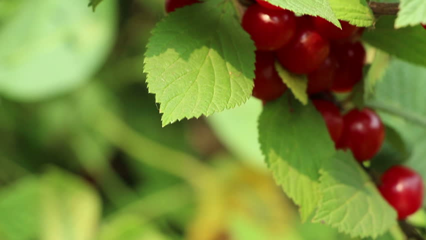 Colorful Korean Downy Mountain Chinese Bush Cherry Berries. Focus On ...