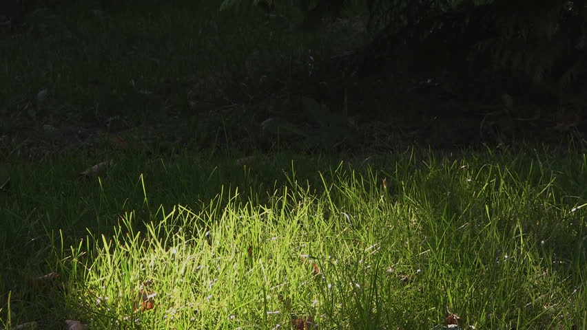 Walking Through Scary Grassy Field At Night.Escaping From Monsters Or ...