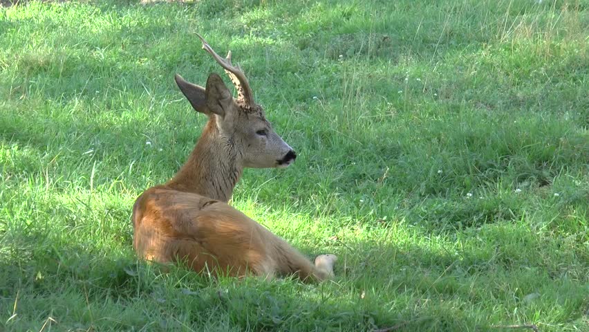 Stock video of european roe deer (capreolus capreolus), western ...