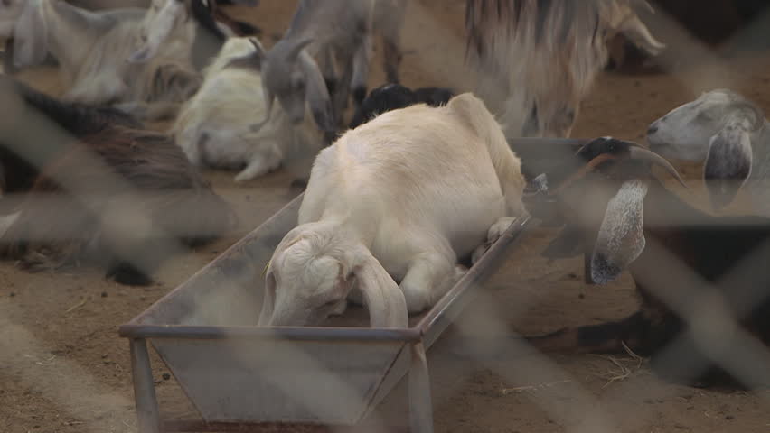 UAE Farm Animals: Goats. Long Shot On A Small Herd Of Goats In A ...