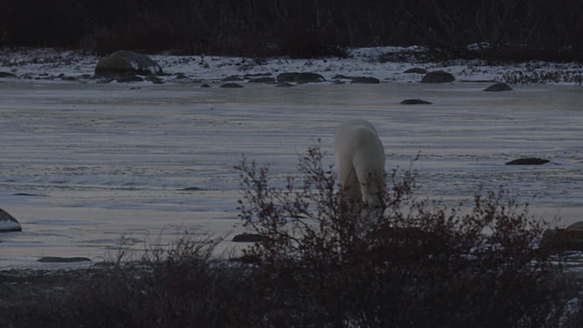 Polar Bear Licking Ice in Stock Footage Video (100% Royalty-free ...