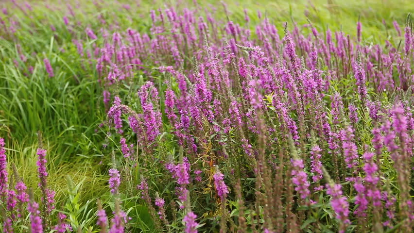 Steppe Flowers Stock Footage Video | Shutterstock