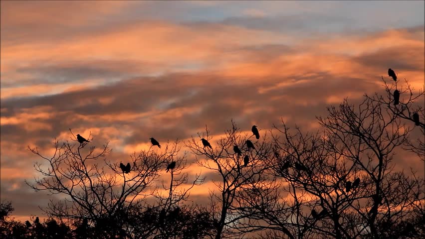 Two Black Birds, Crows, Ravens - Silhouette On Tree - Bloody Red Sky ...