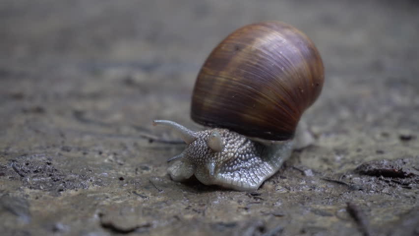 Snail Coming Out From Shell, The Other Sleep, Turbulent Flood River ...