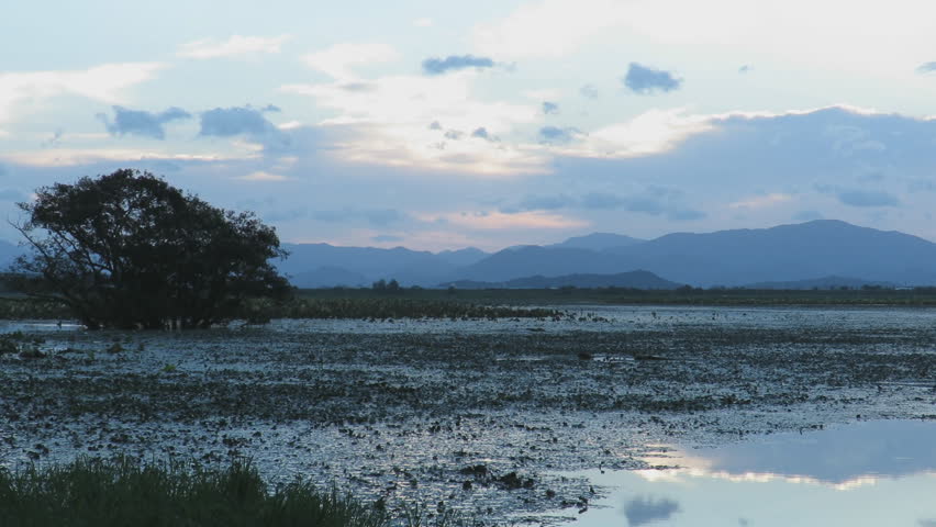 Sunrise of Wetlands Marsh Junam 库存影片视频（100% 免版税）19795066 | Shutterstock