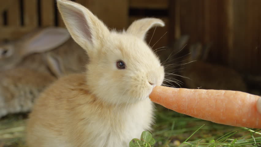 SLOW MOTION, CLOSE UP, DOF: Sweet Hungry Rabbit In Cage Eating Fresh ...