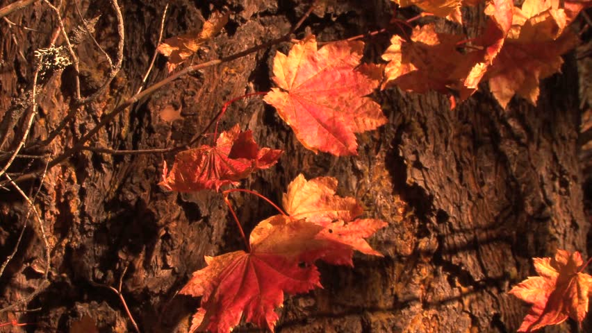 Maple Leaves Rustle in the Stock Footage Video (100% Royalty-free ...