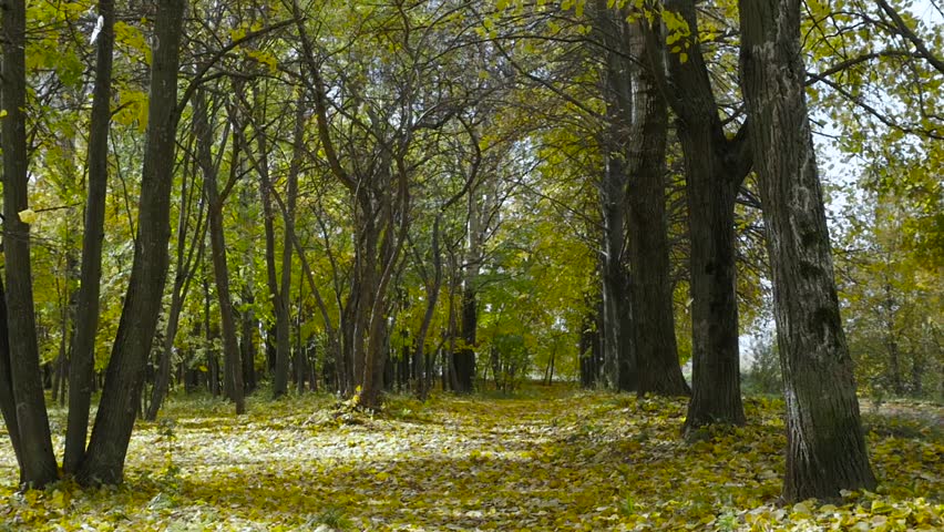 Woods Forest. Trees Background. Green Nature Landscape. Wilderness ...