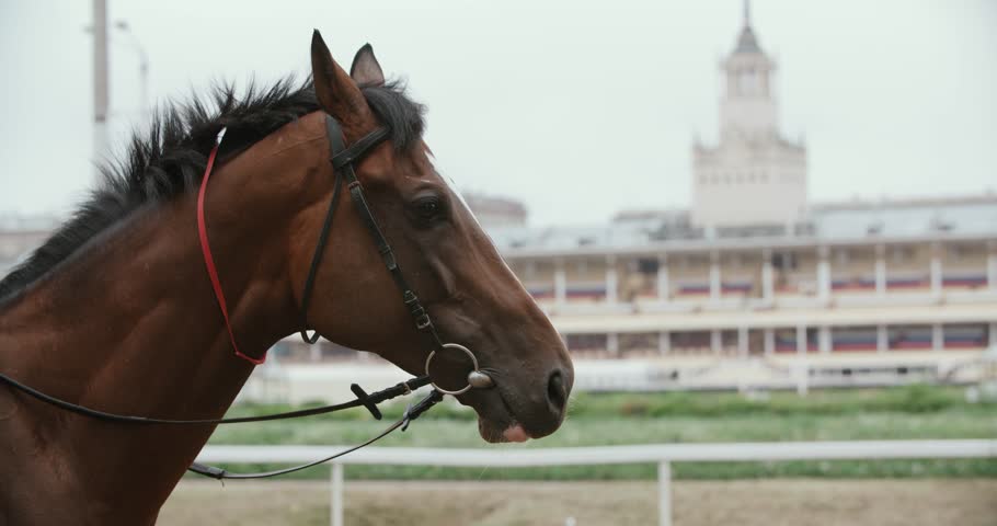 Thoroughbred Race Horse Brown Extreme Close-up Face Before A Race ...