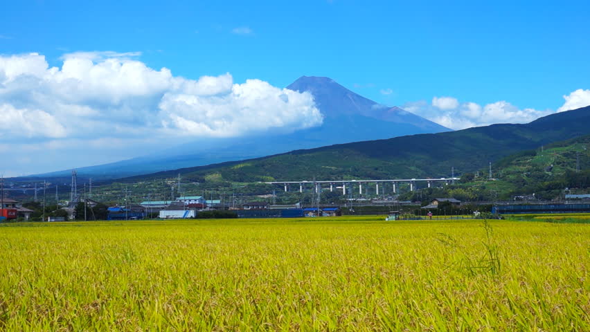 Stock Video Clip of Japanese agriculture landscape of ripe rice paddy ...