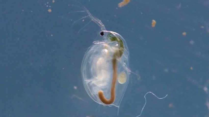 Water Flea Daphnia Bugguidenet