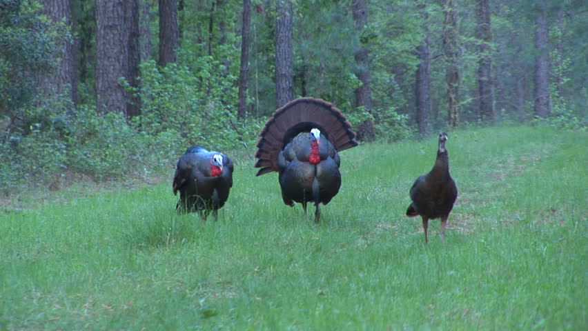 A Very Wet Wild Turkey Hen Stretching And Flying Off. Stock Footage ...