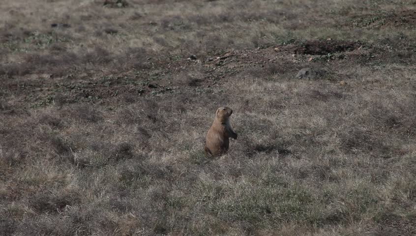 Prairie Dog in a Field. Stock Footage Video (100% Royalty-free ...