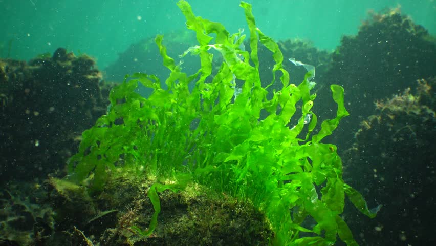 Green Algae Enteromorpha of the Stock Footage Video (100% Royalty-free ...
