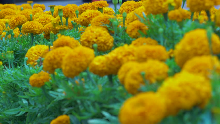 What We Call Genda Flower In English | Best Flower Site