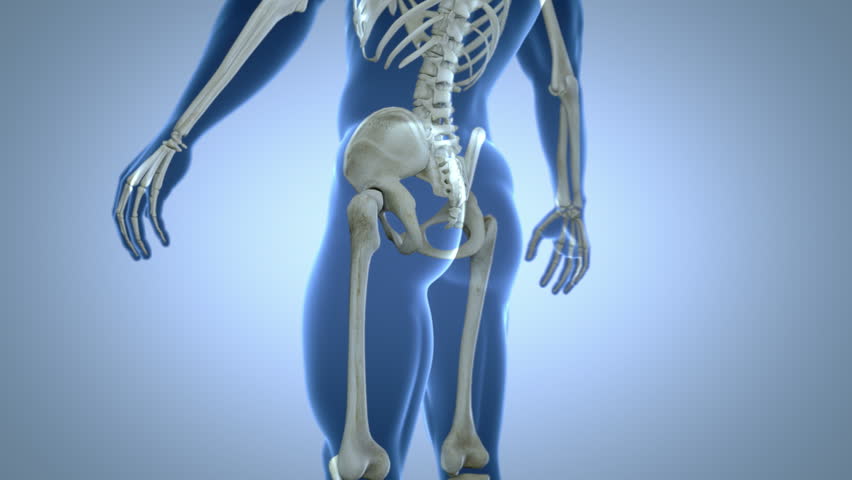 Complete Close-up View Of The Skeletal System. 3d Animation Of A Human ...