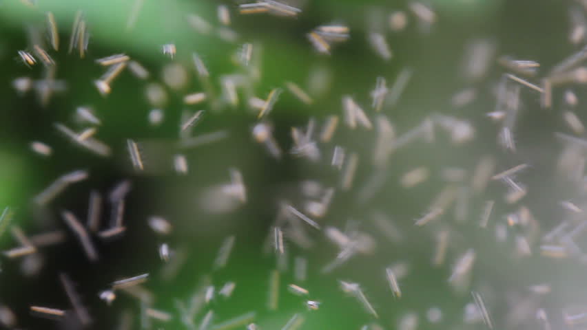 Abstract Swarm of Bugs Flying Stock Footage Video (100% Royalty-free ...
