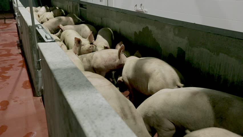 Intensively Farmed Pigs in Batch Stock Footage Video (100% Royalty-free ...