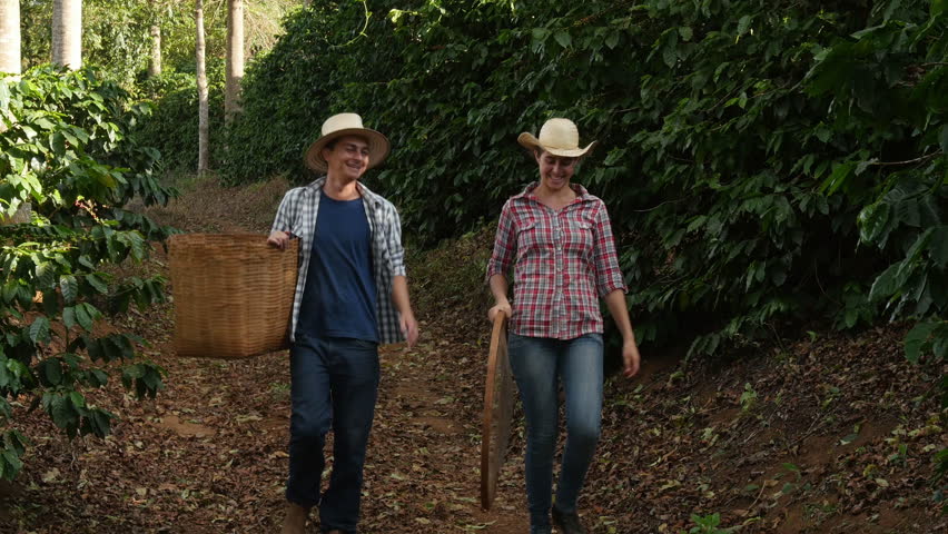 Coffee Bean Collectors Walking Through Stock Footage Video (100% ...