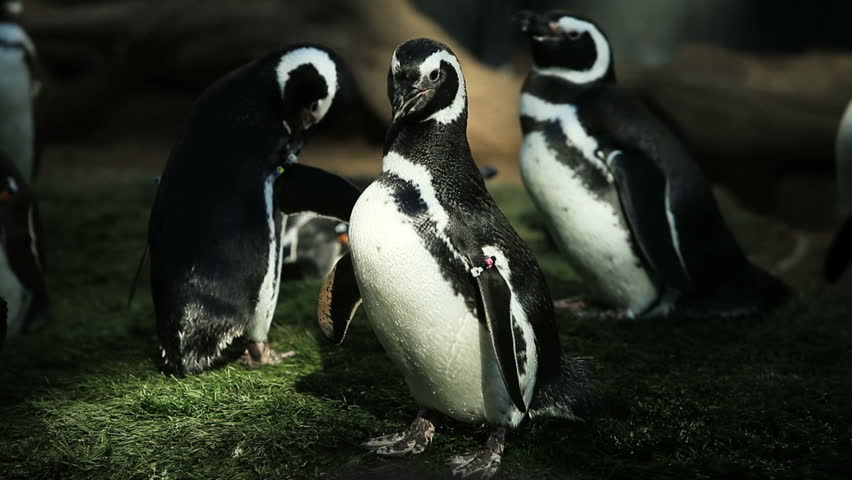 Sea World Penguins Taking it Stock Footage Video (100% Royalty-free ...