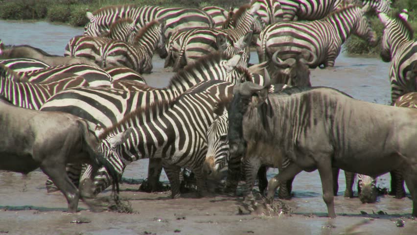 Zebra Running Startled From Drinking At A Watering Hole In The Etosha ...