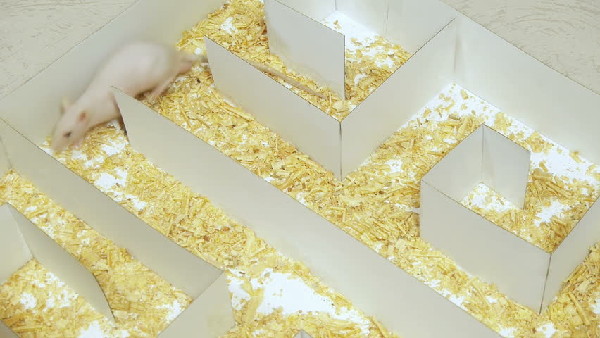 Rat Maze Camera Follows. A Rat Maze Built For This Shoot Shows A White ...