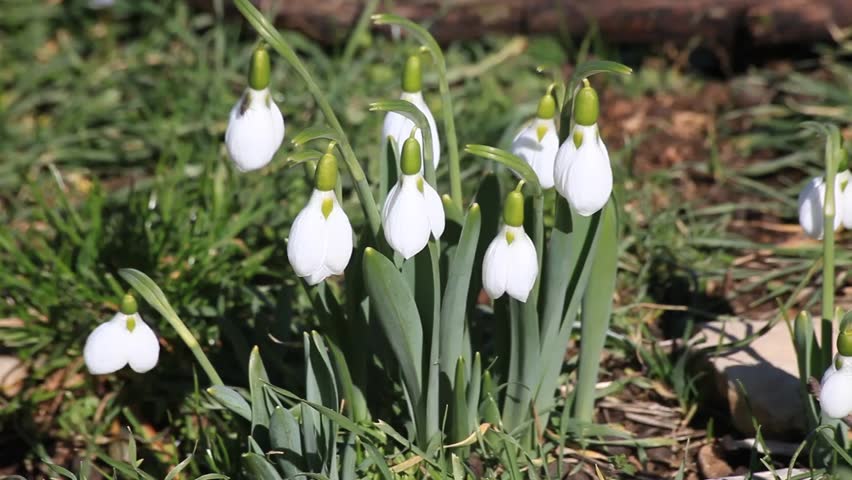 Superb Delicate Snowdrops Flowering from Stock Footage Video (100% ...