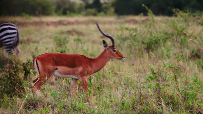 Beautiful Impala Antelope in the wild image - Free stock photo - Public ...
