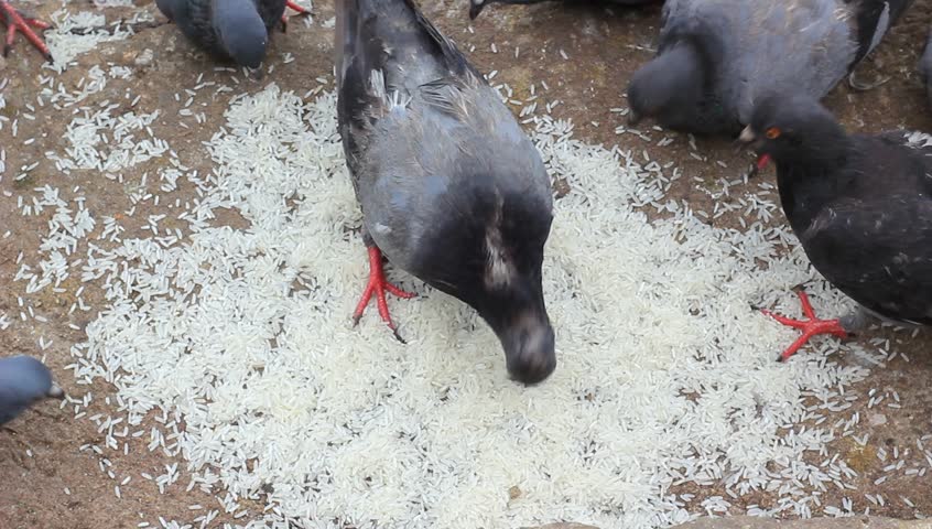 Feed Pigeon with Rice Stock Footage Video (100% Royalty-free) 2360306 ...