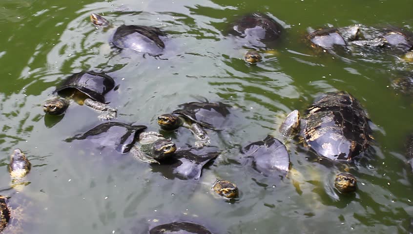 Lots of Turtles Swimming in Stock Footage Video (100% Royalty-free ...