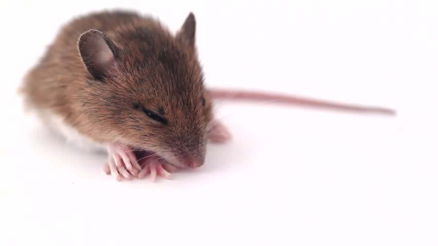 Cute Little Mouse Sleeping On A White Background Stock Footage Video ...