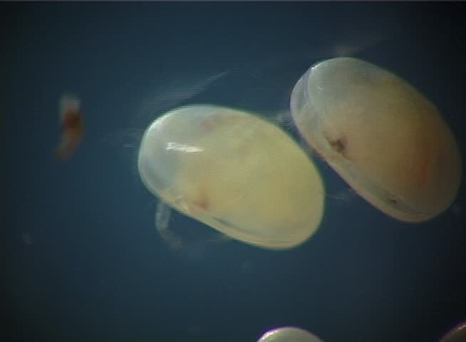 Ostracods, Or Ostracodes, Are A Class Of The Crustacea (class Ostracoda ...