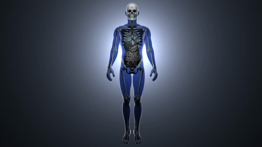 Three Full Length Human Bodies. Alpha Matte. Black And White Background ...