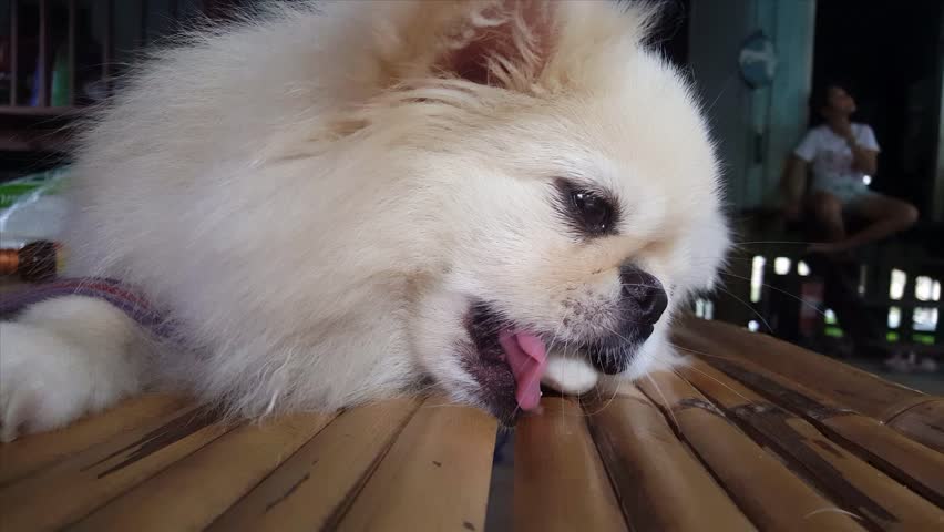 Lovely Baby Chow Chow Looking Outside And Moving In Lijiang, China ...