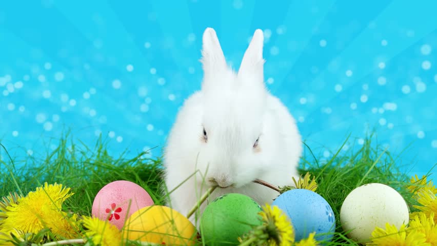 Cute Colorful Happy Holiday Easter Animation With Birds, Bunny And ...