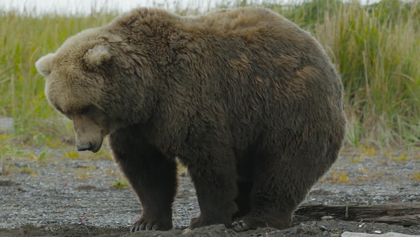 Hd Large Grizzly Bear Pooping Stock Footage Video (100% Royalty-free ...
