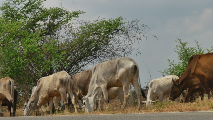 Rural Asian Landscape With Cows And Goats Grazing At Meadow. Myanmar ...