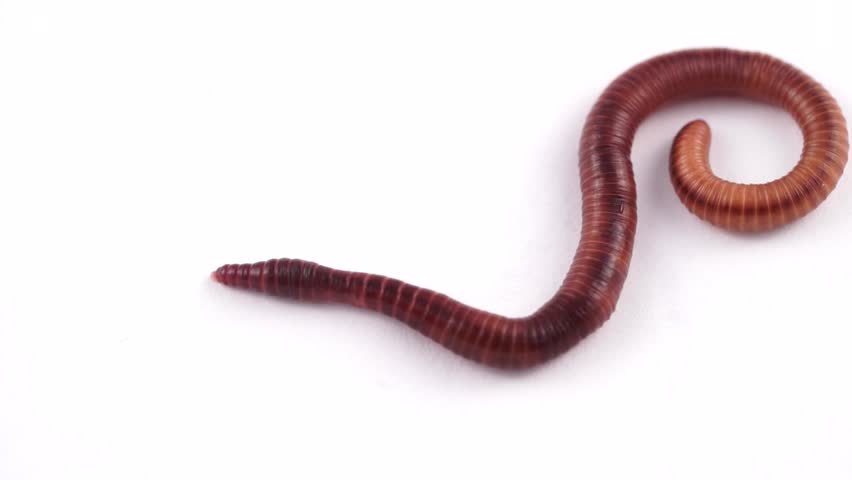 Earthworm On White Background, Macro Arkivvideomateriale (100 % royalty ...