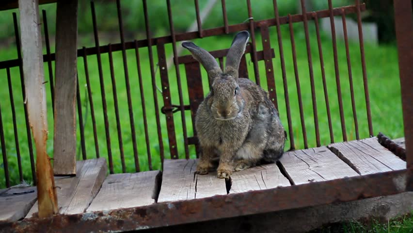 Rabbit Looking at the Camera Stock Footage Video (100% Royalty-free ...