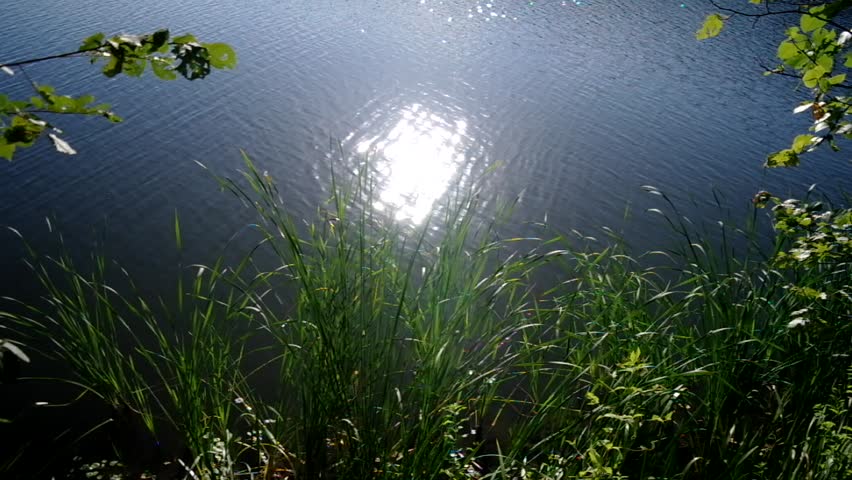 Riverside Plants Stock Footage Video (100% Royalty-free) 2574026 ...