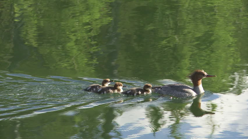 Stock video of common merganser wild duck with ducklings | 2580026 ...