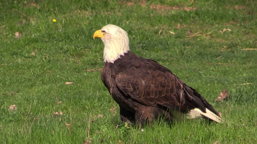 Eagle head detail image - Free stock photo - Public Domain photo - CC0 ...