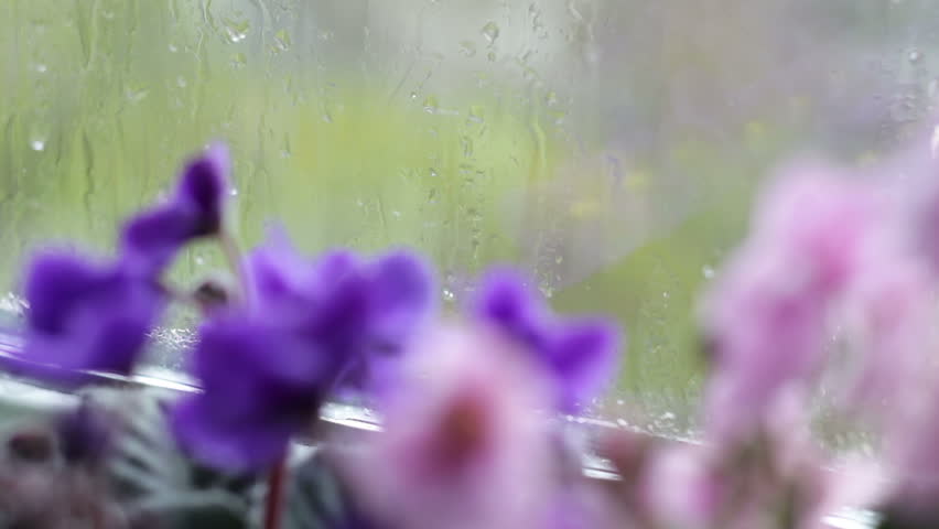 Drops Of Rain Flow Down The Glass On The Window,Beautiful Flowers That ...