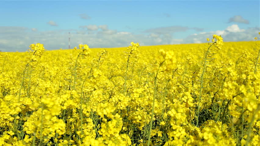 Yellow Flowers In Normandy | Best Flower Site