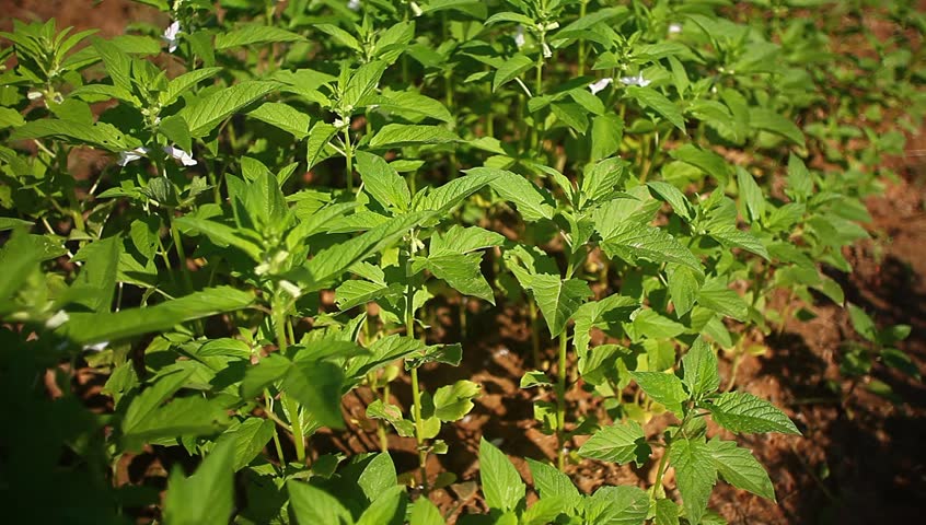 Sesame Farm Land with Growing Stock Footage Video (100% Royalty-free ...