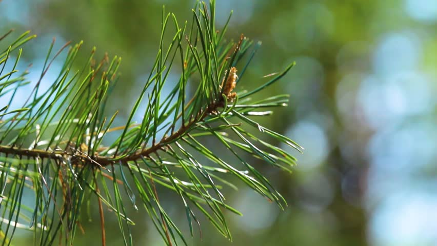 Green Pain Tree Leaves In The Wind Over Blurred Background. Stock ...