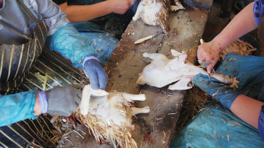 Chicken Plucking Prepare For Cooking. Workshop On The Preparation Of ...