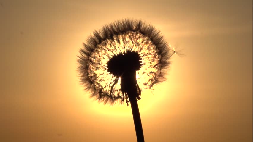 Blowing Dandelion Seeds. Flying Dandelion Seeds Against The Bright Sun ...